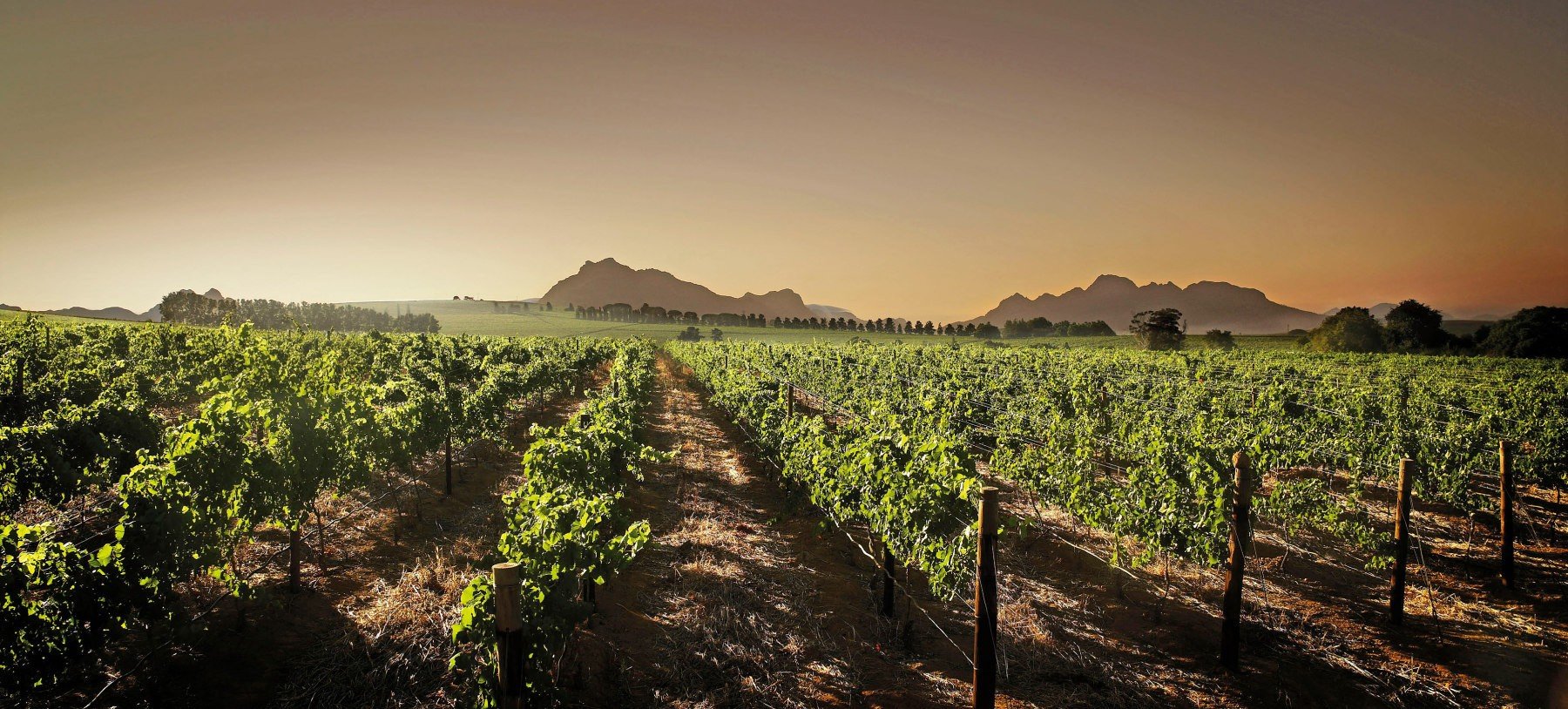 Vineyard | Fleur du Cap | Portfolio | Maisons Marques & Domaines