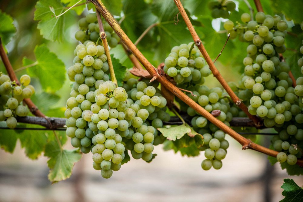 Materials | Merry Edwards Winery | Portfolio | Maisons Marques & Domaines